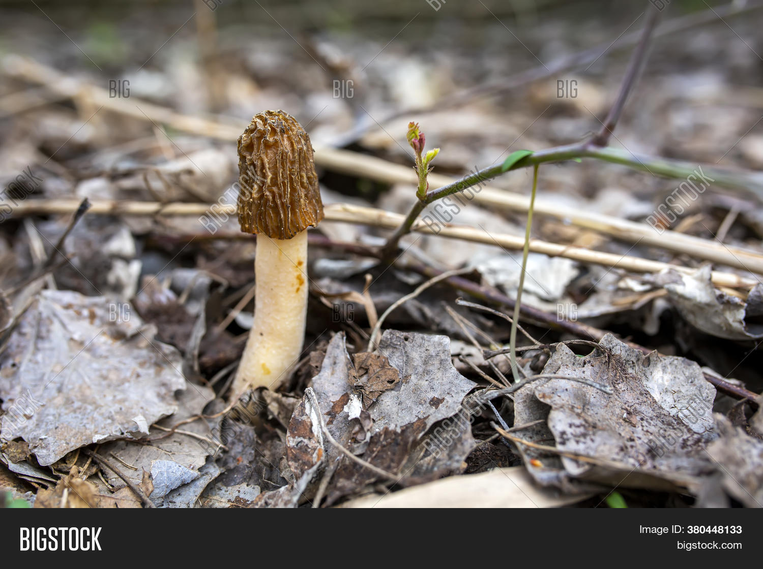 Verpa Bohemica Var. Image & Photo (Free Trial) | Bigstock