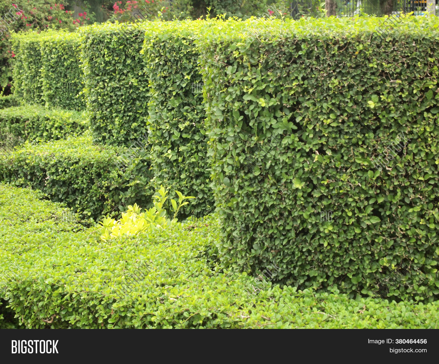 Shrub Fence Green Image & Photo (Free Trial) | Bigstock
