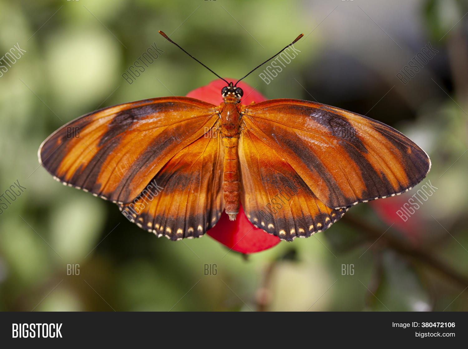 Postman Butterfly Image & Photo (Free Trial) | Bigstock