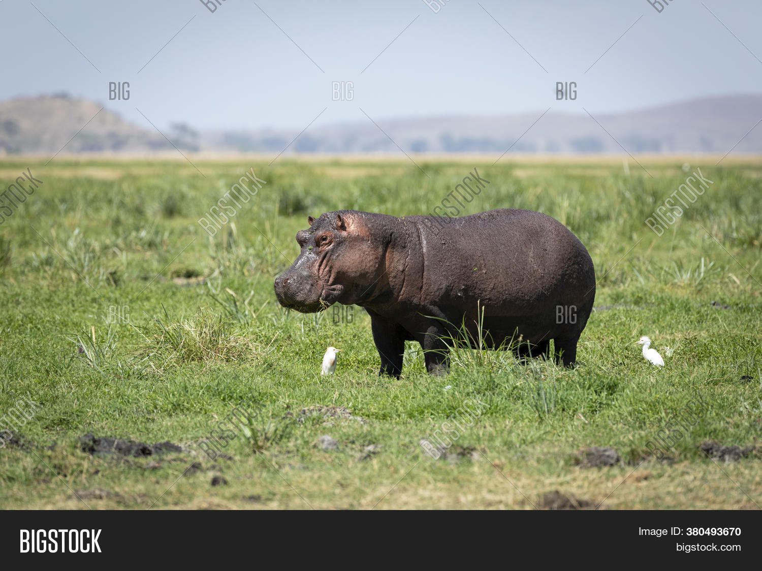 Side View Adult Hippo Image & Photo (Free Trial) | Bigstock