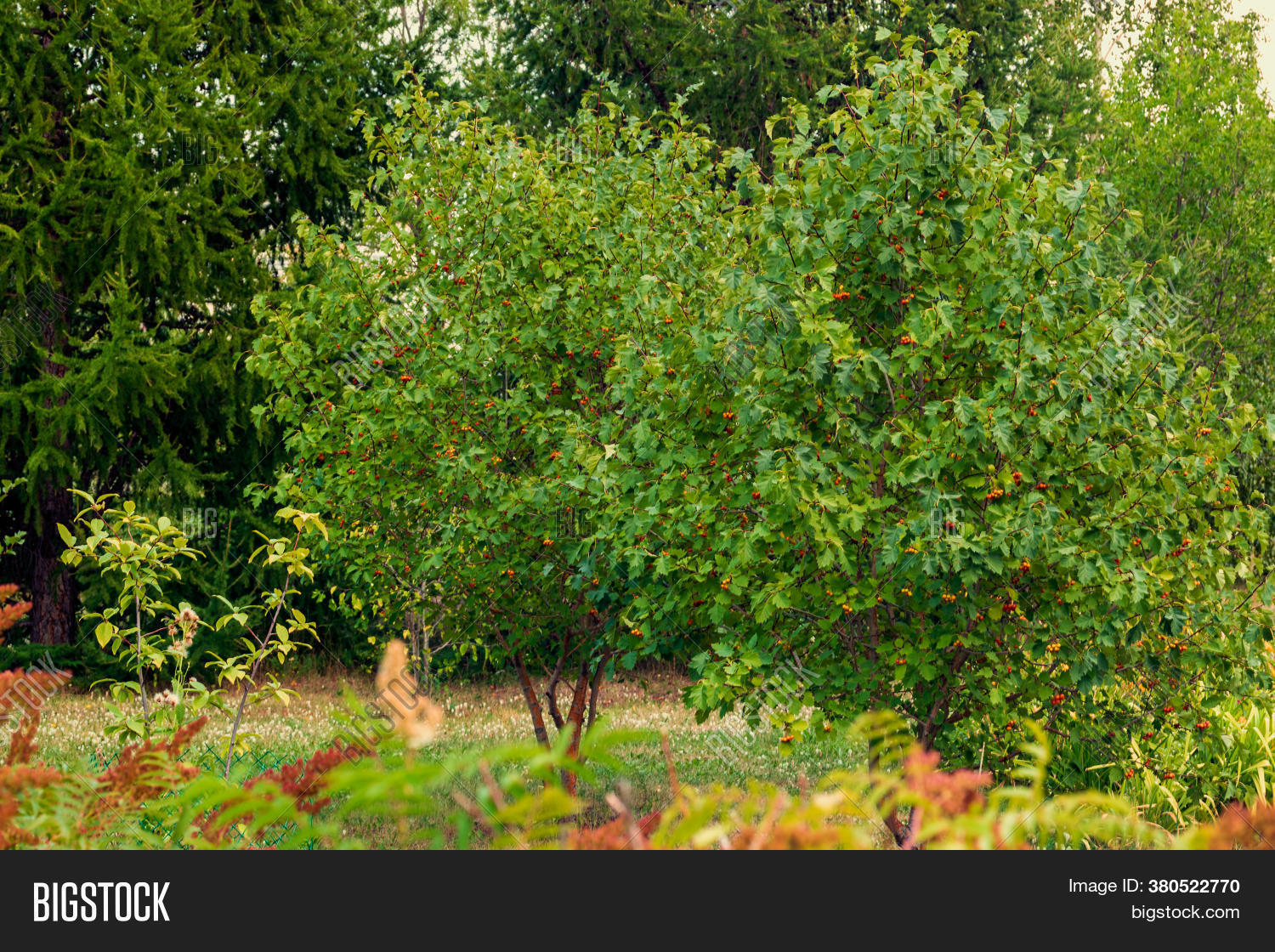 Beauty Nature, Shrub Image & Photo (Free Trial) | Bigstock