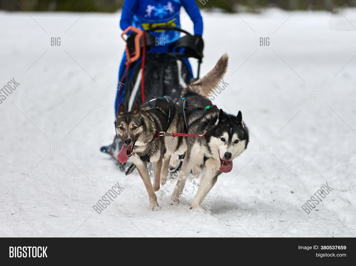 Husky Sled Dog Racing Image & Photo (Free Trial) | Bigstock