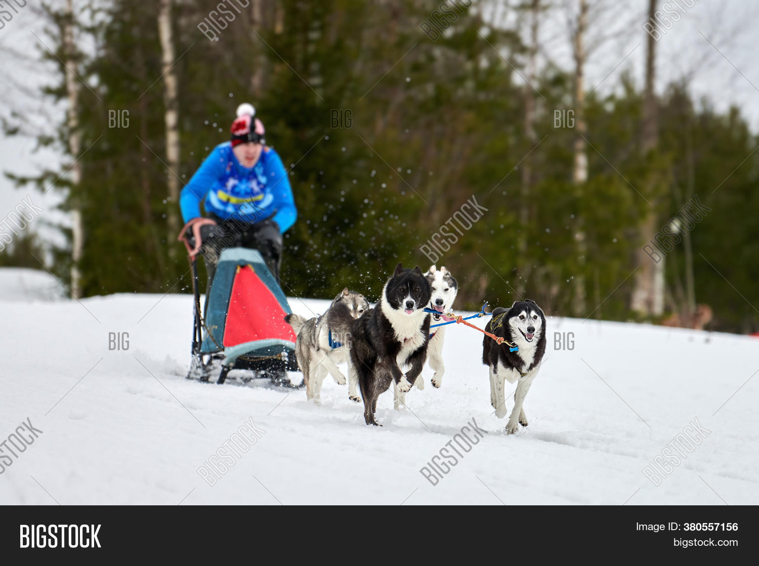 Husky Sled Dog Racing Image & Photo (Free Trial) | Bigstock
