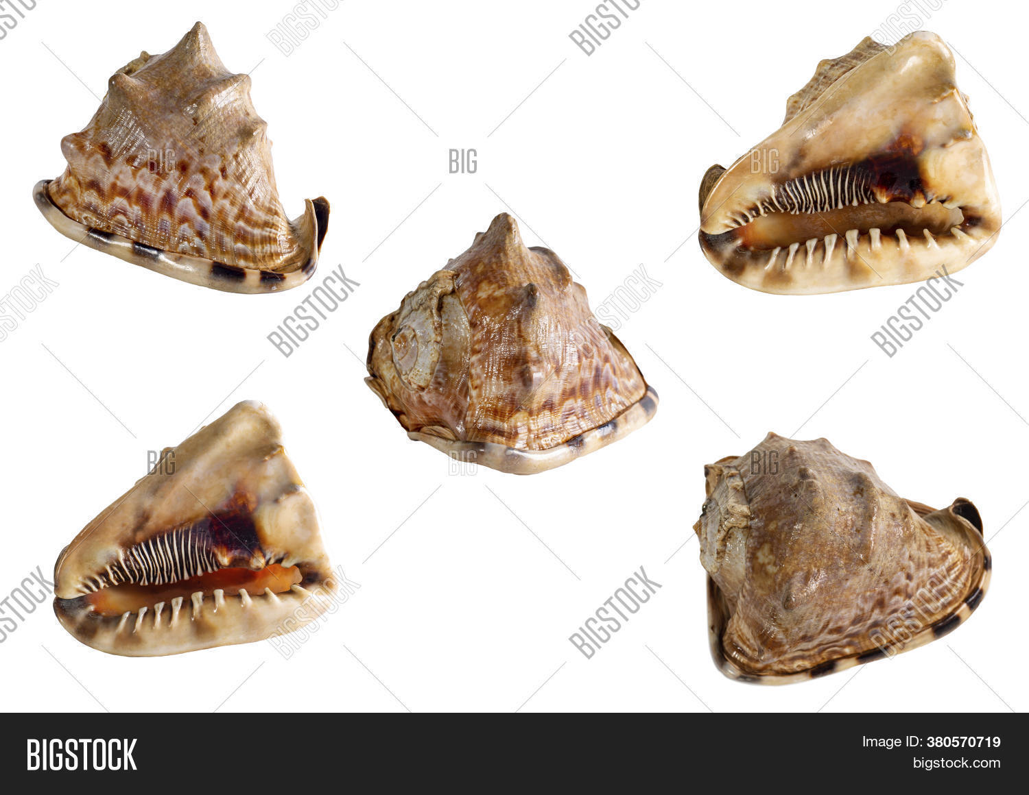 Set Sea Shell Isolated Image & Photo (Free Trial) | Bigstock