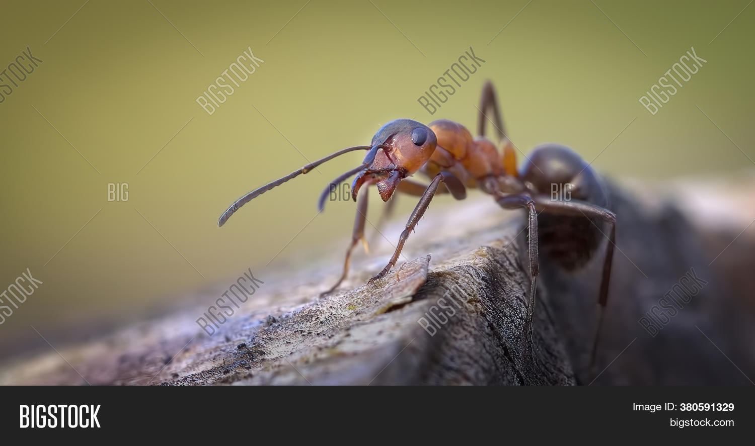 Real Ant View Close Image & Photo (Free Trial) | Bigstock