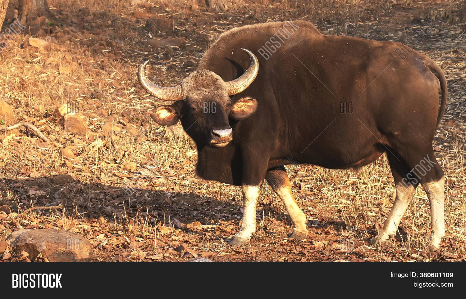 Gaur Faces Camera Image & Photo (Free Trial) | Bigstock