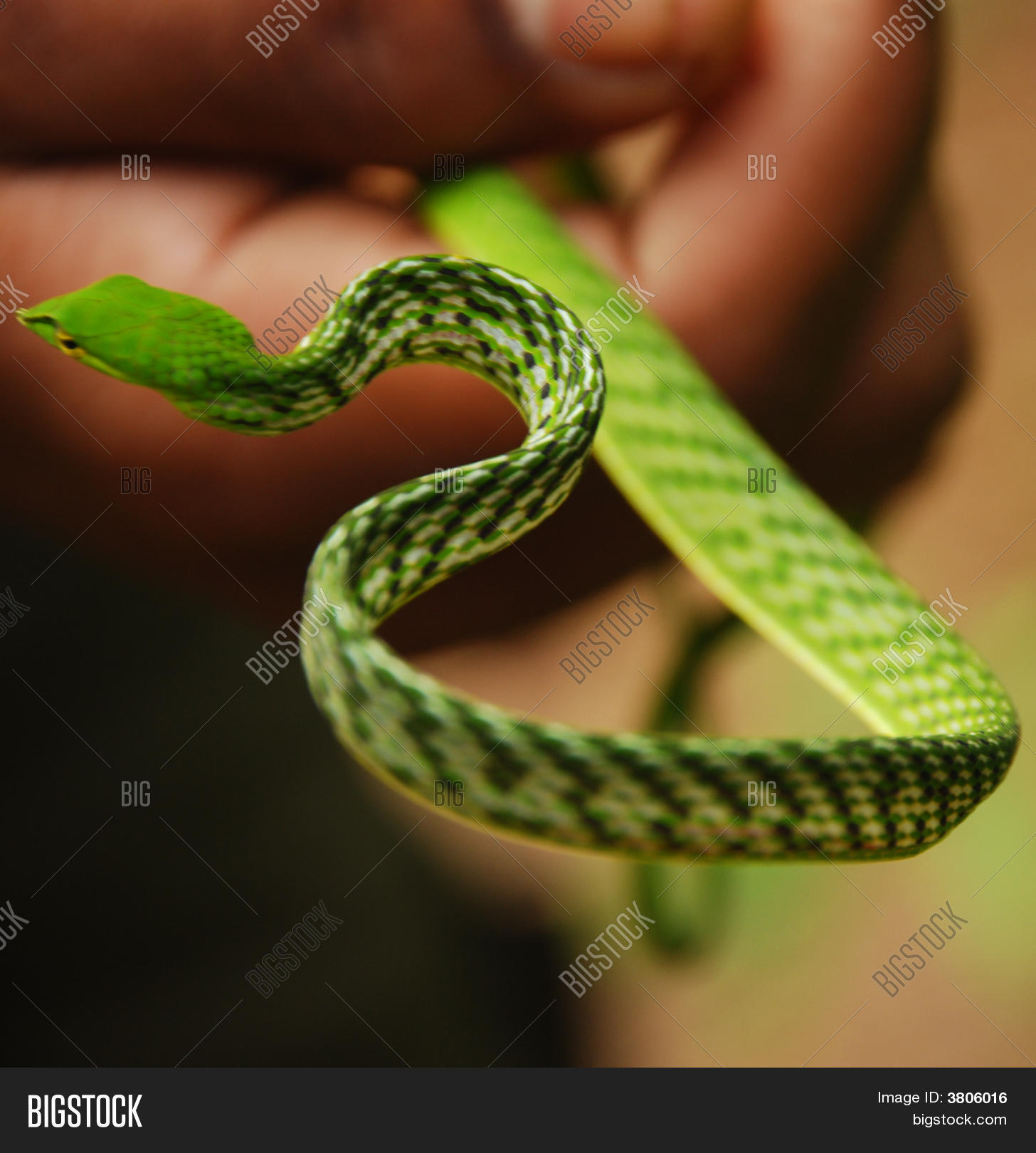 Rainforest Snake Image & Photo (Free Trial) | Bigstock