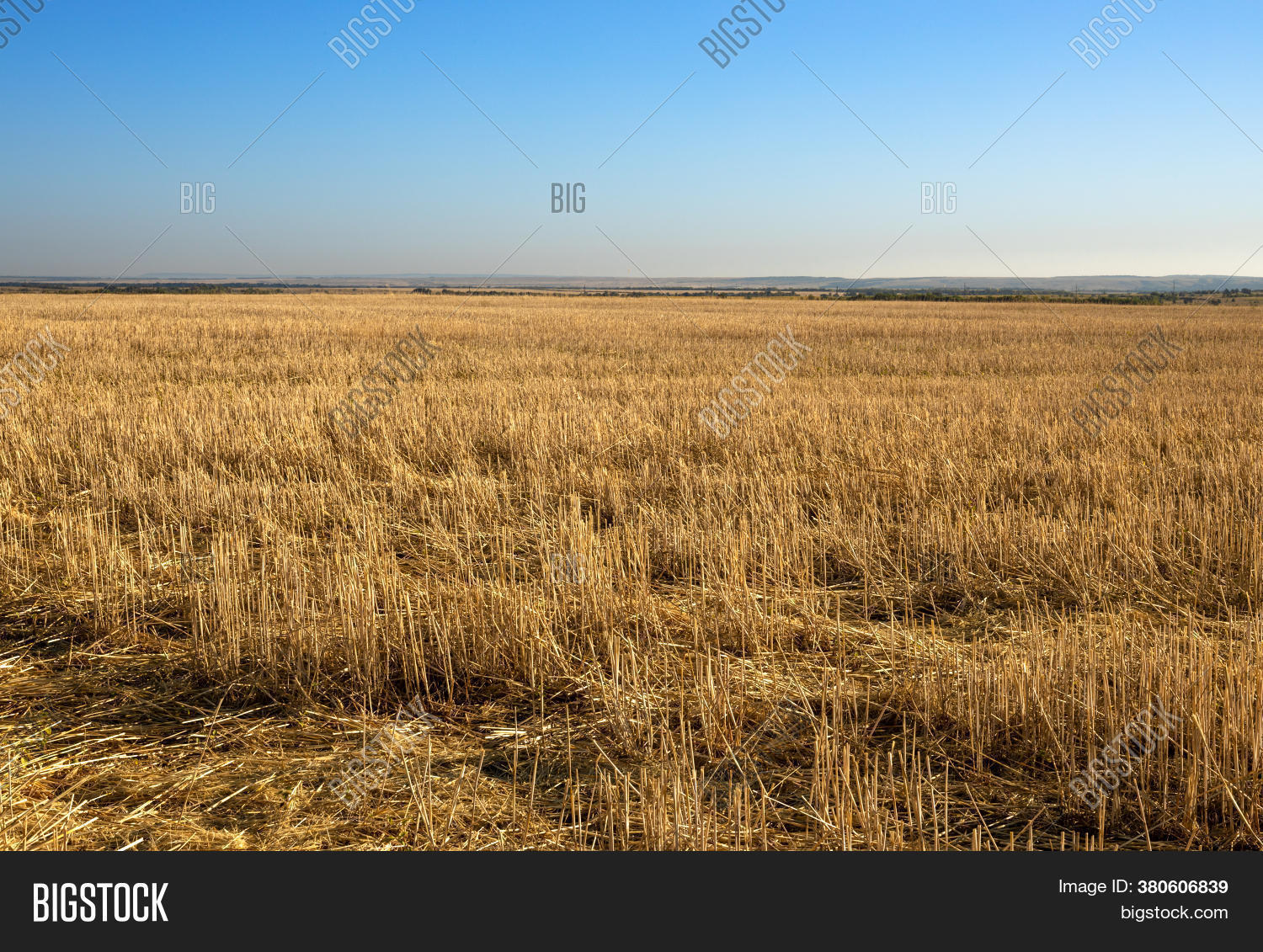 Wheat Field After Image & Photo (Free Trial) | Bigstock