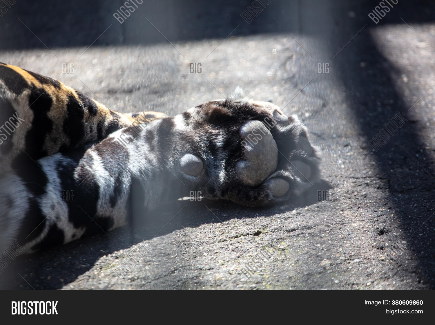 Tiger Paws Zoo. Mammal Image & Photo (Free Trial) | Bigstock
