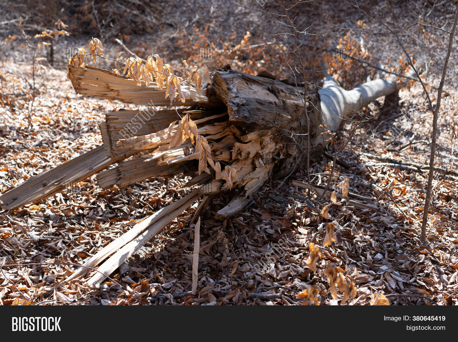Growing Tree Fallen Image & Photo (Free Trial) | Bigstock