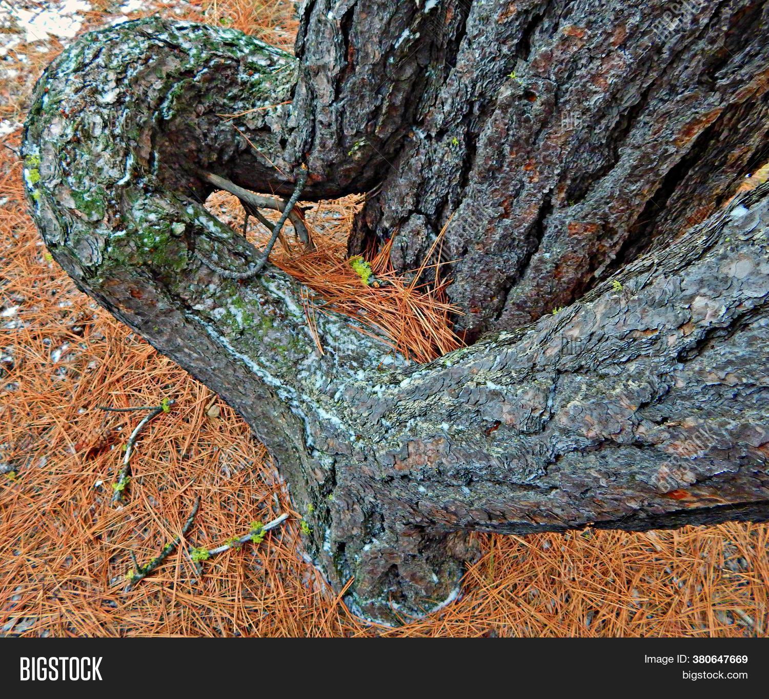 Strange Pine Growth - Image & Photo (Free Trial) | Bigstock