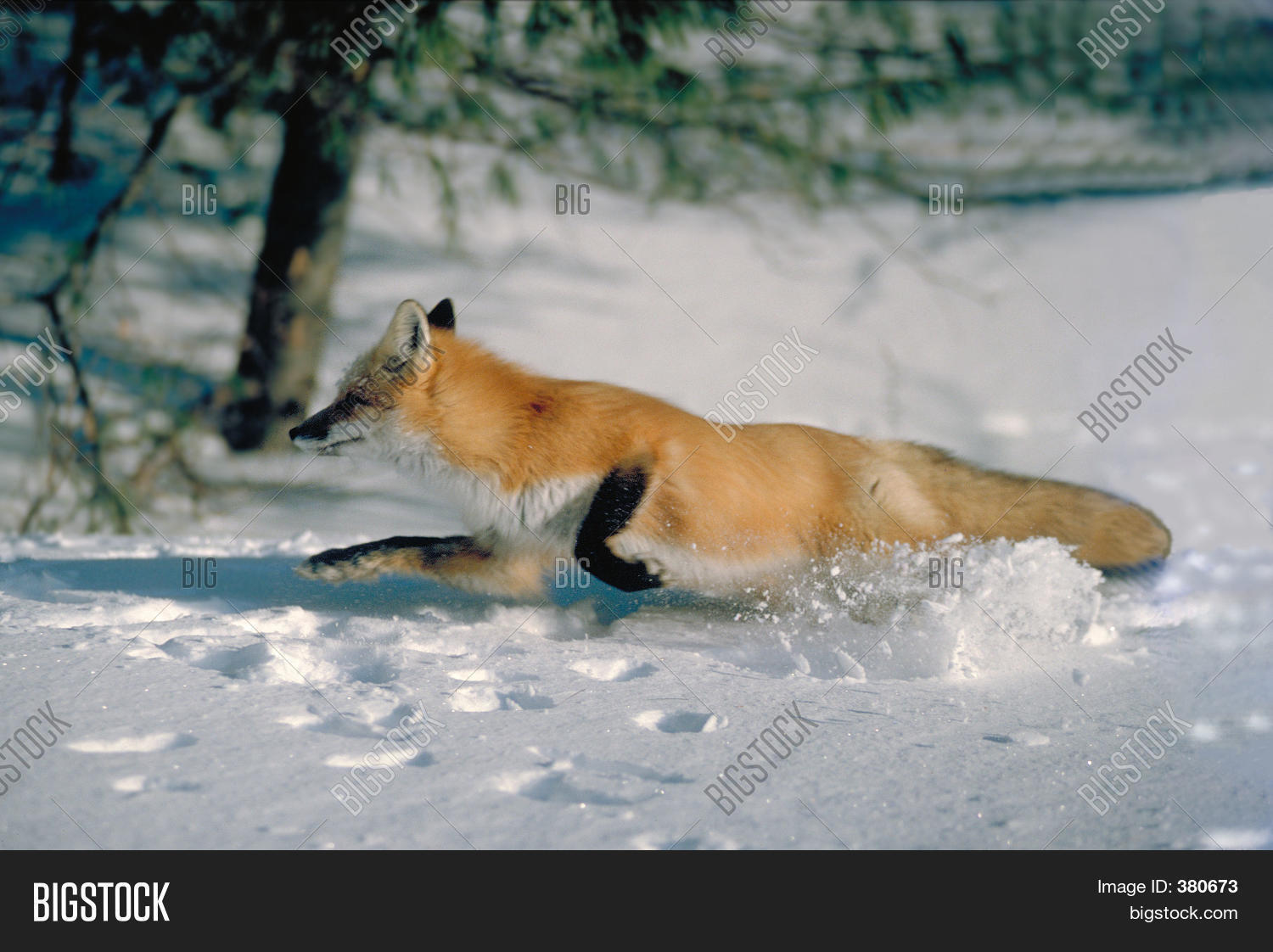Running Fox Image & Photo (Free Trial) | Bigstock