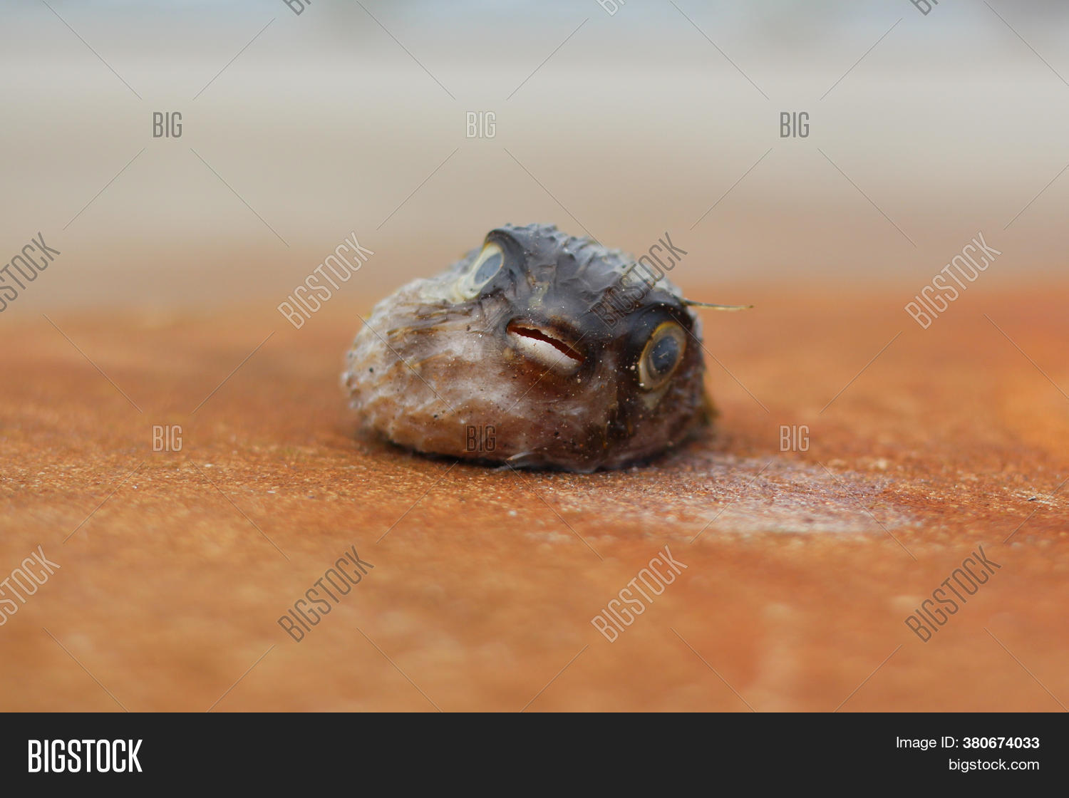 Blow Fish Puffer Fish Image & Photo (Free Trial) | Bigstock