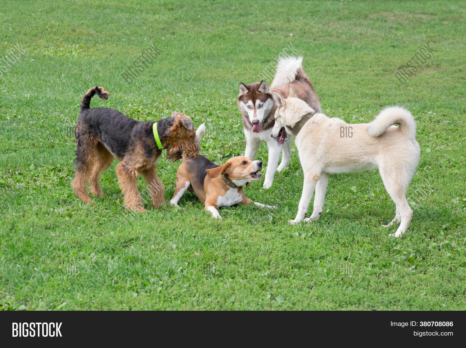 Four Dogs Playing On Image & Photo (Free Trial) | Bigstock