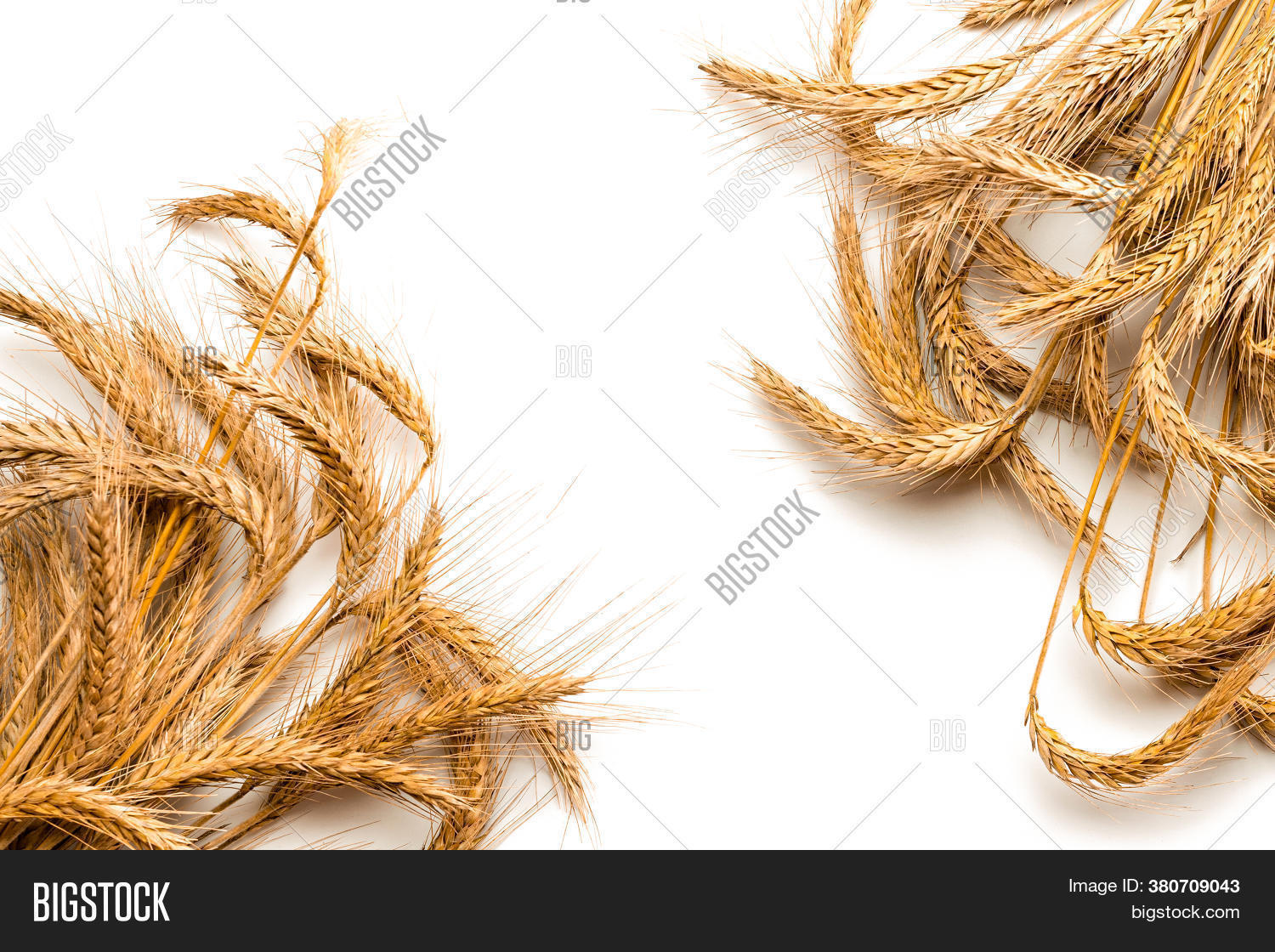 Wheat Isolated. Whole Image & Photo (Free Trial) | Bigstock