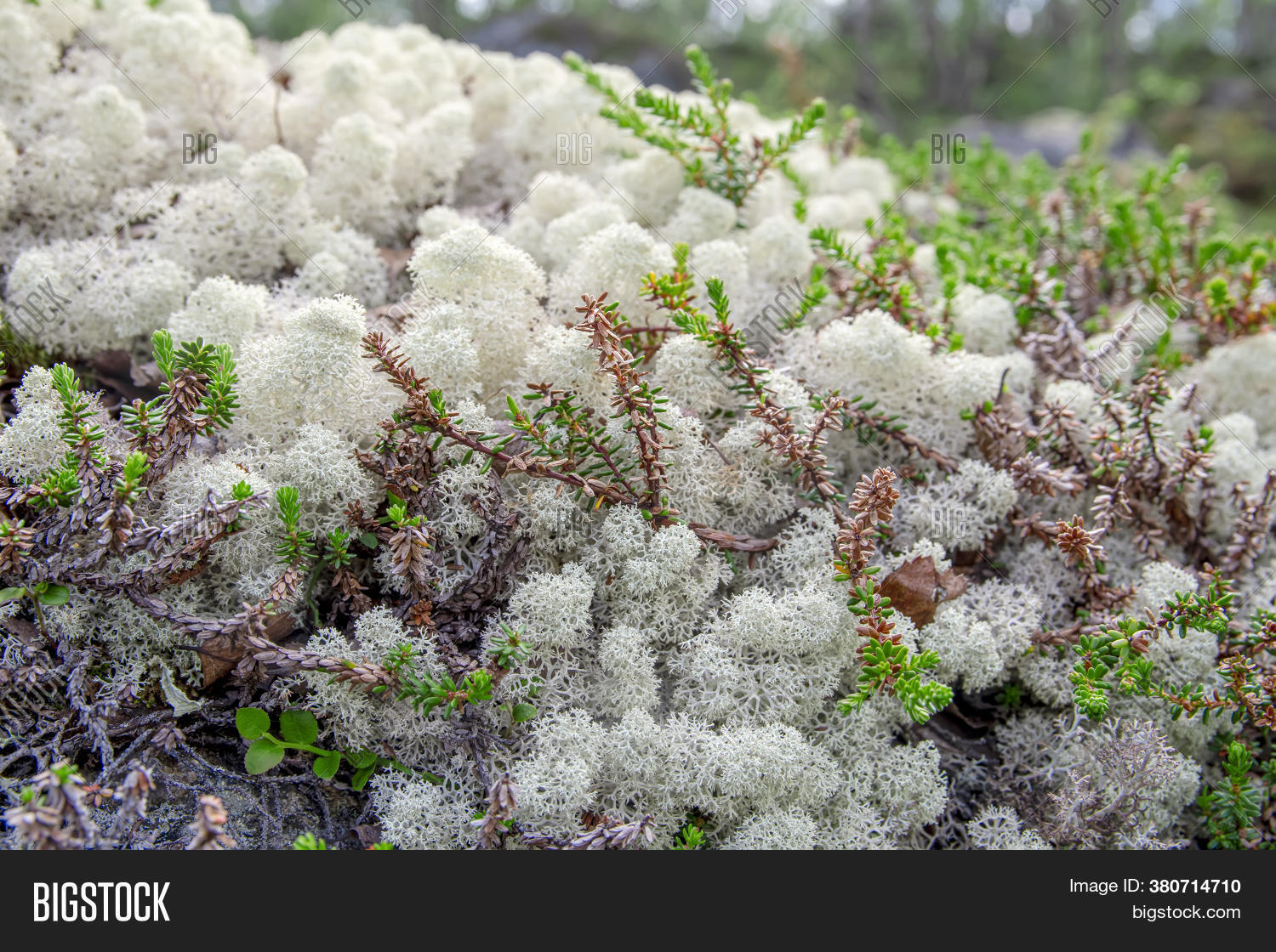 Tundra Reindeer Moss