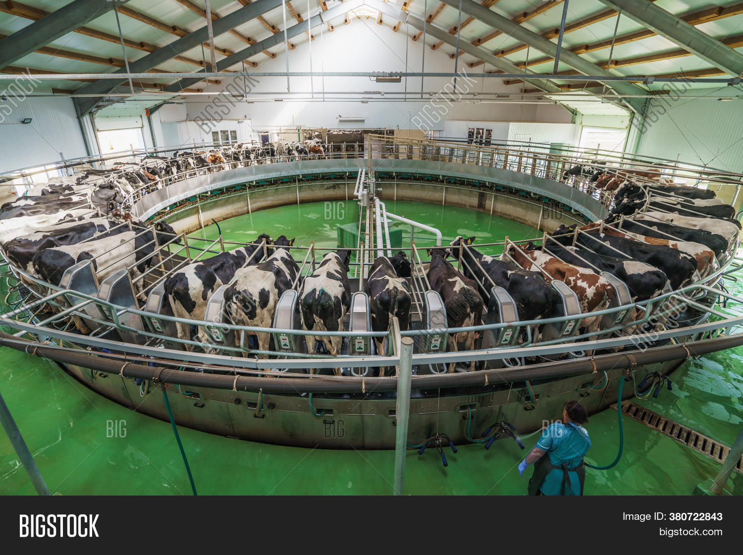 Cows On Round Rotary Image & Photo (Free Trial) | Bigstock