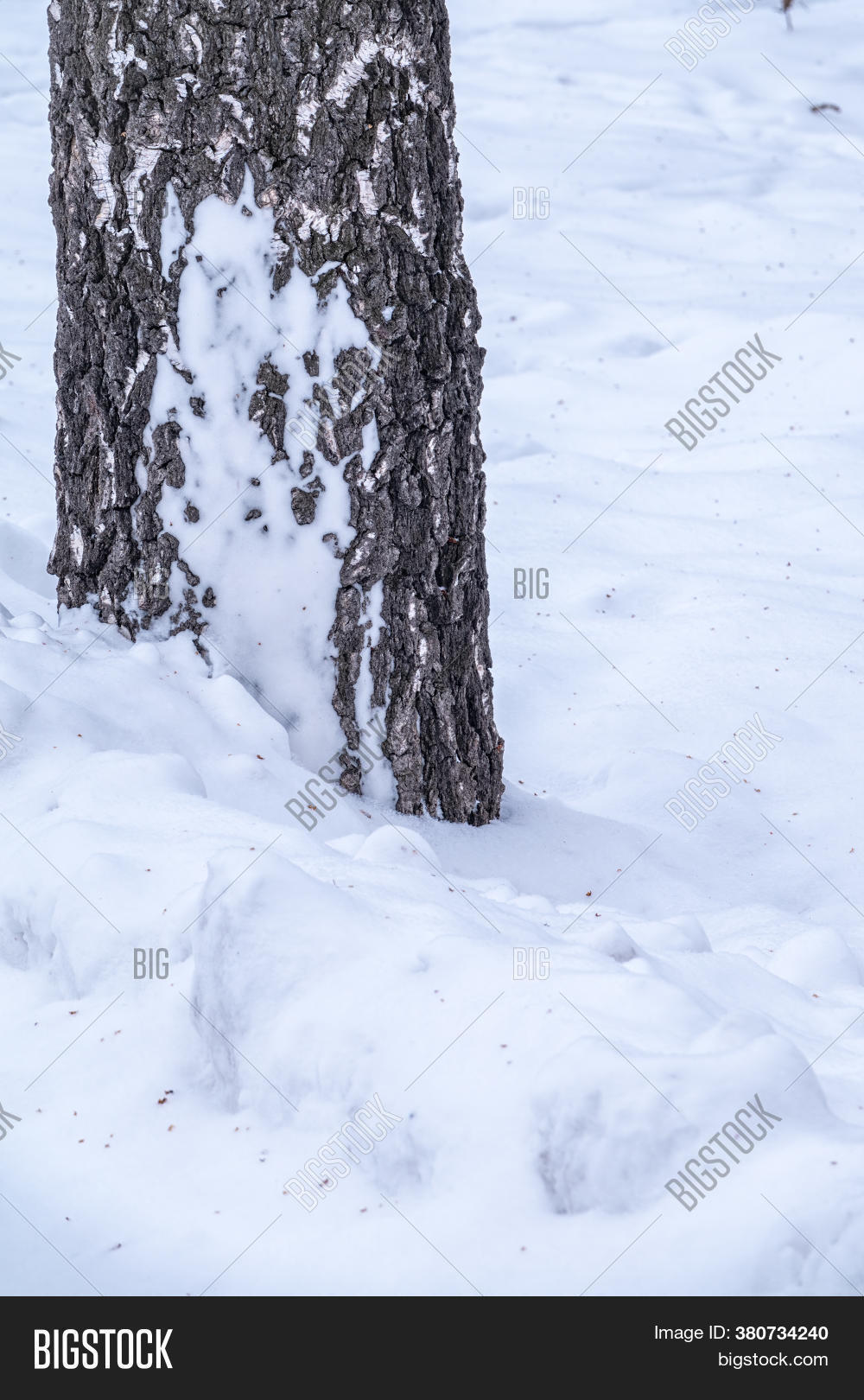 Tree Trunk Snow Winter Image & Photo (Free Trial) | Bigstock