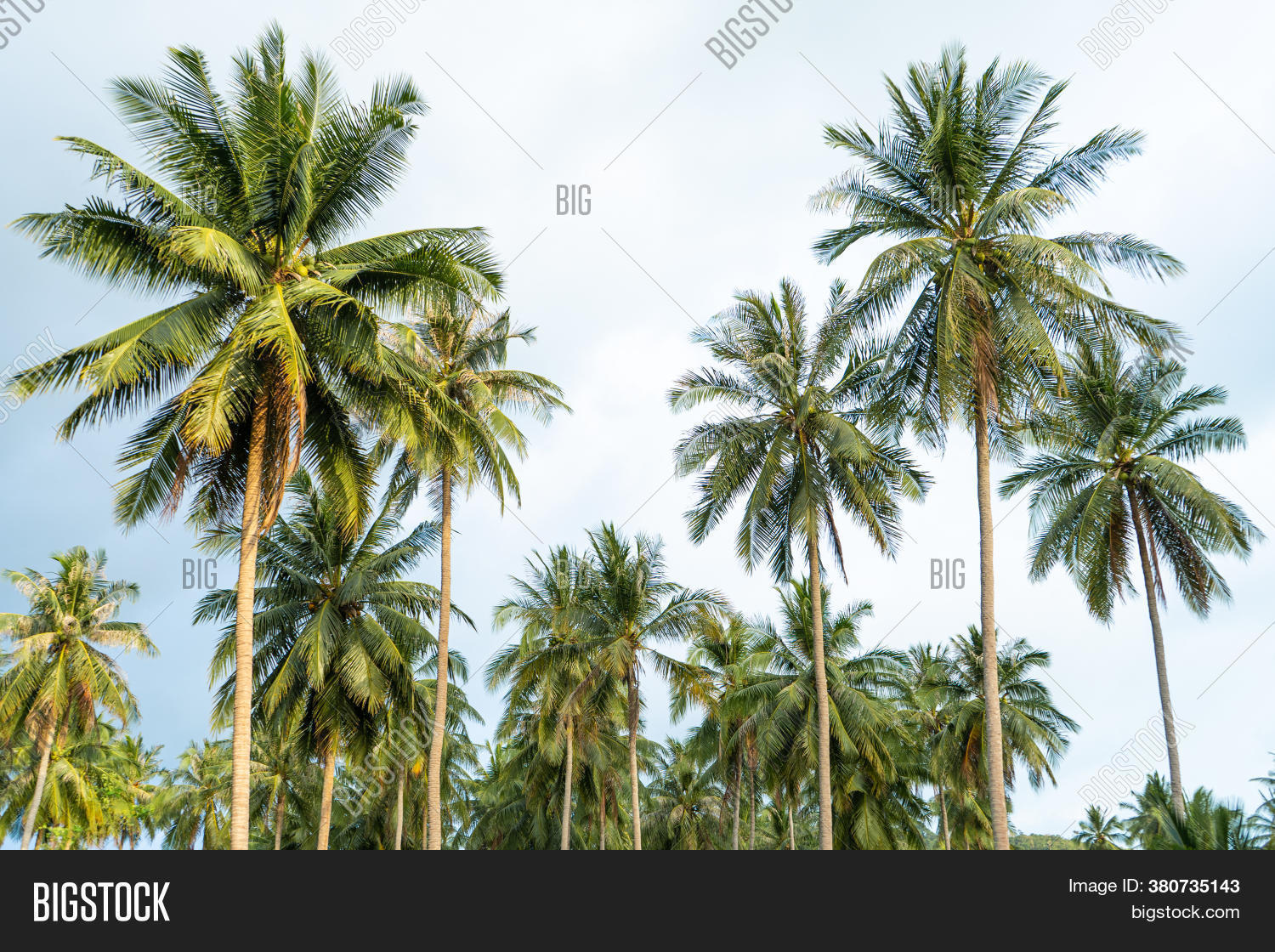 Palm Grove. Palm Trees Image & Photo (Free Trial) | Bigstock