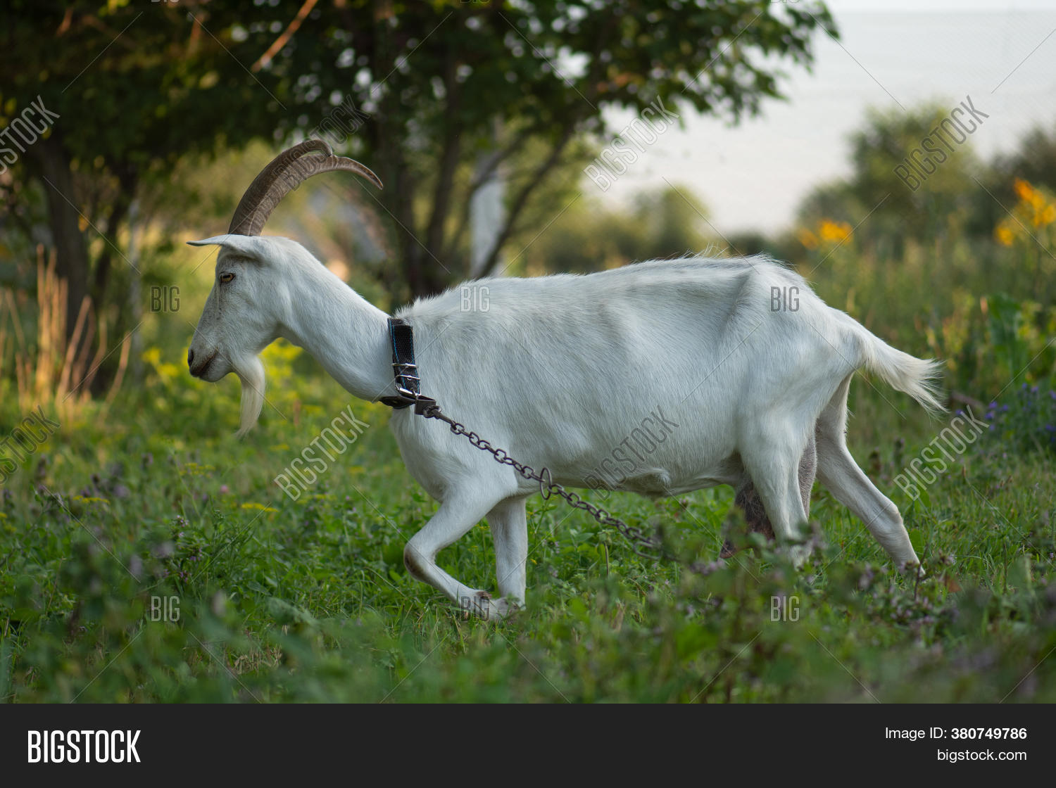 Beautiful Young Goat Image & Photo (Free Trial) | Bigstock