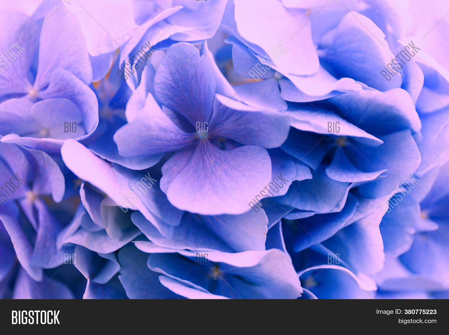 Violet Hydrangea Image & Photo (Free Trial) | Bigstock