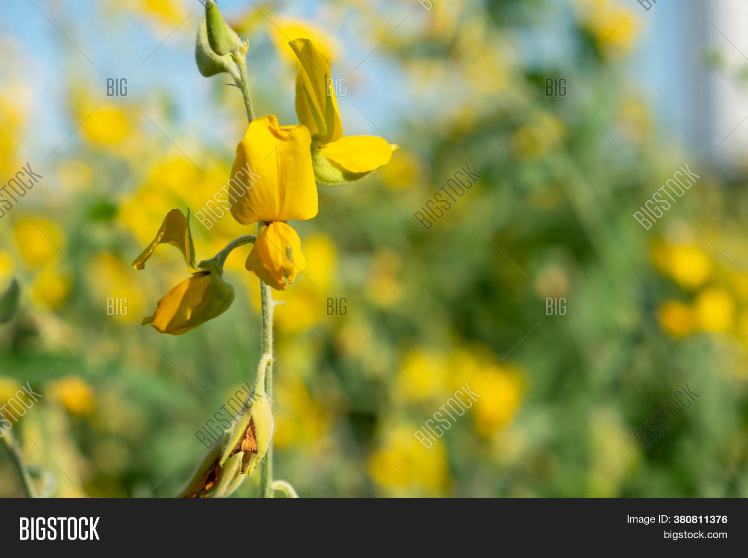 Sunn Hemp Flower Image & Photo (Free Trial) | Bigstock