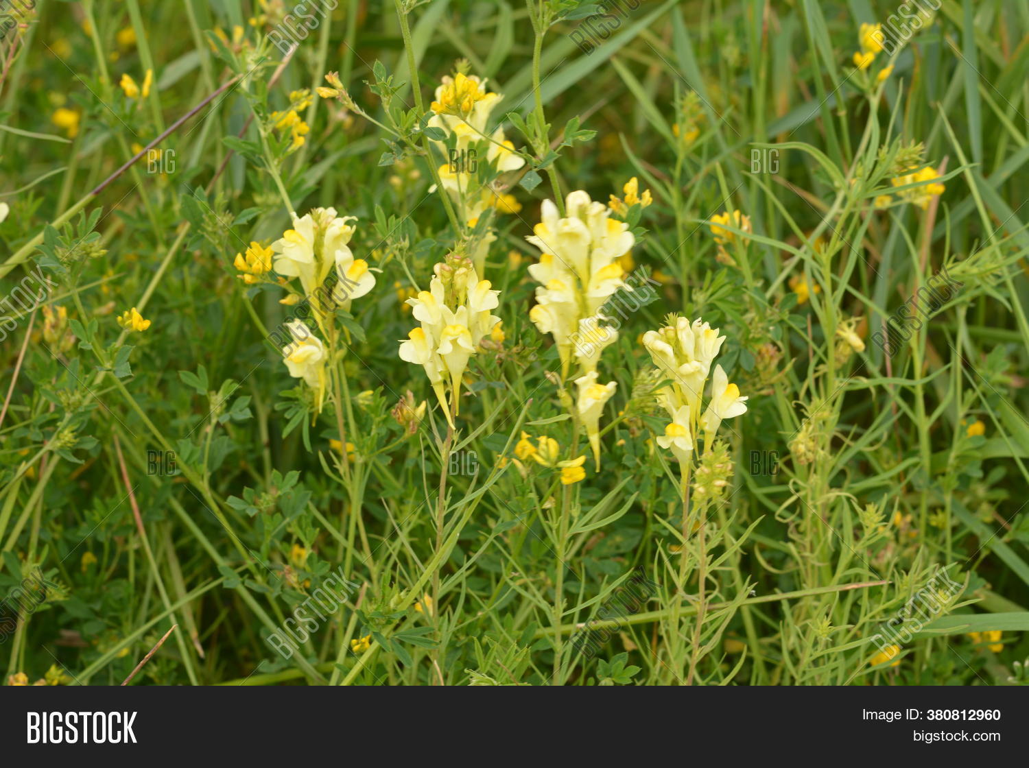 Linaria Vulgaris, Image & Photo (Free Trial) | Bigstock