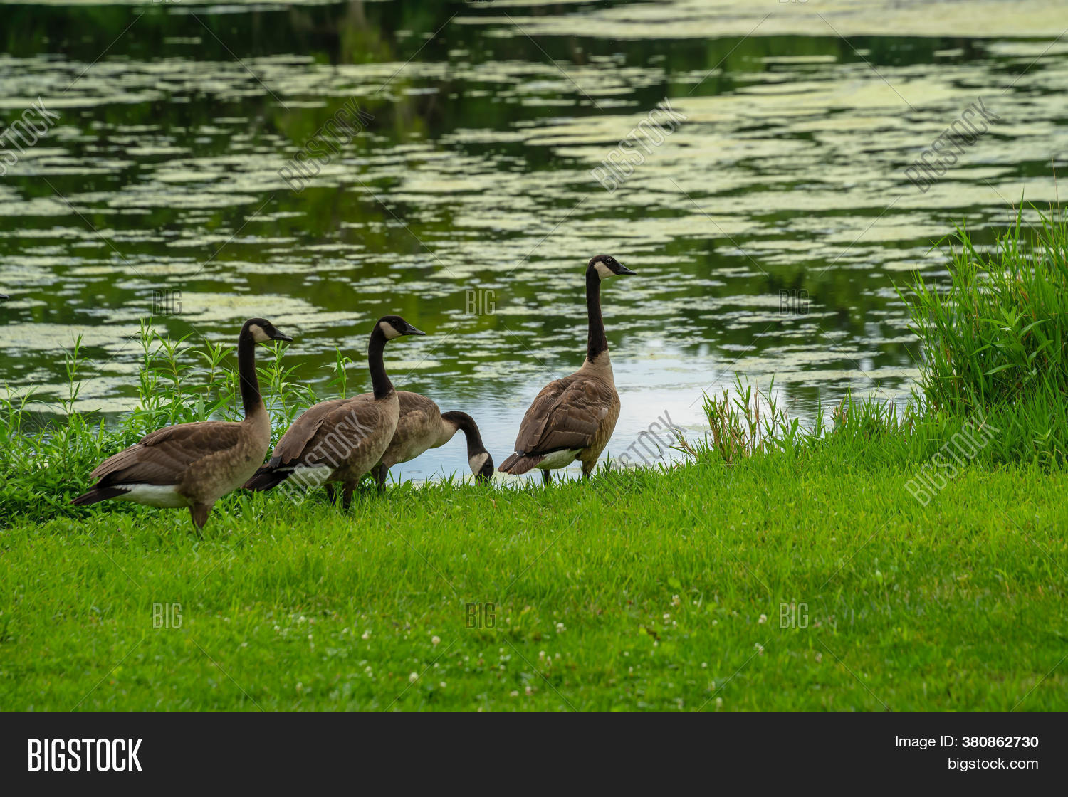 Many Geese Swim Summer Image & Photo (Free Trial) | Bigstock