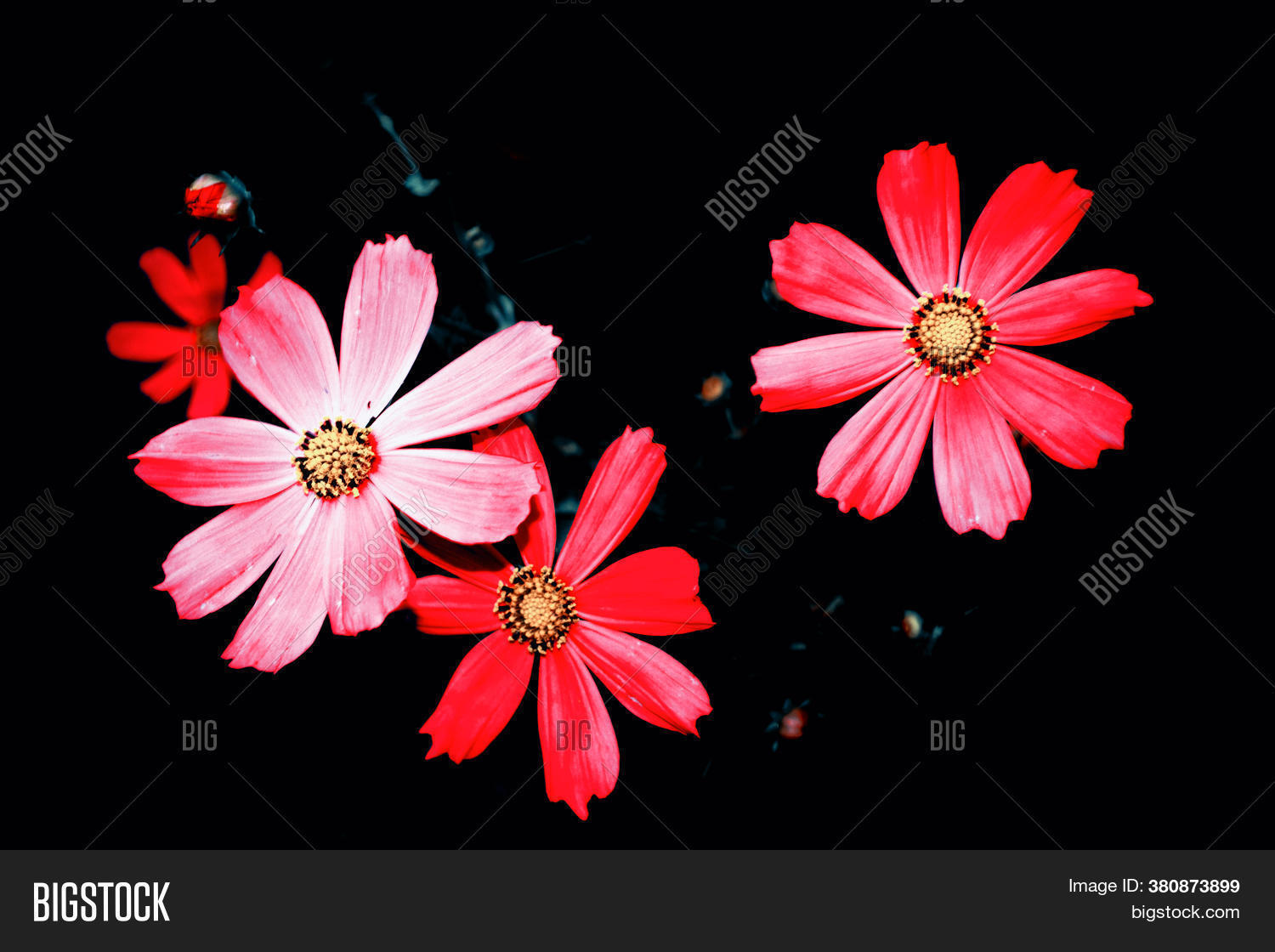 Bright Colorful Cosmos Image & Photo (Free Trial) | Bigstock