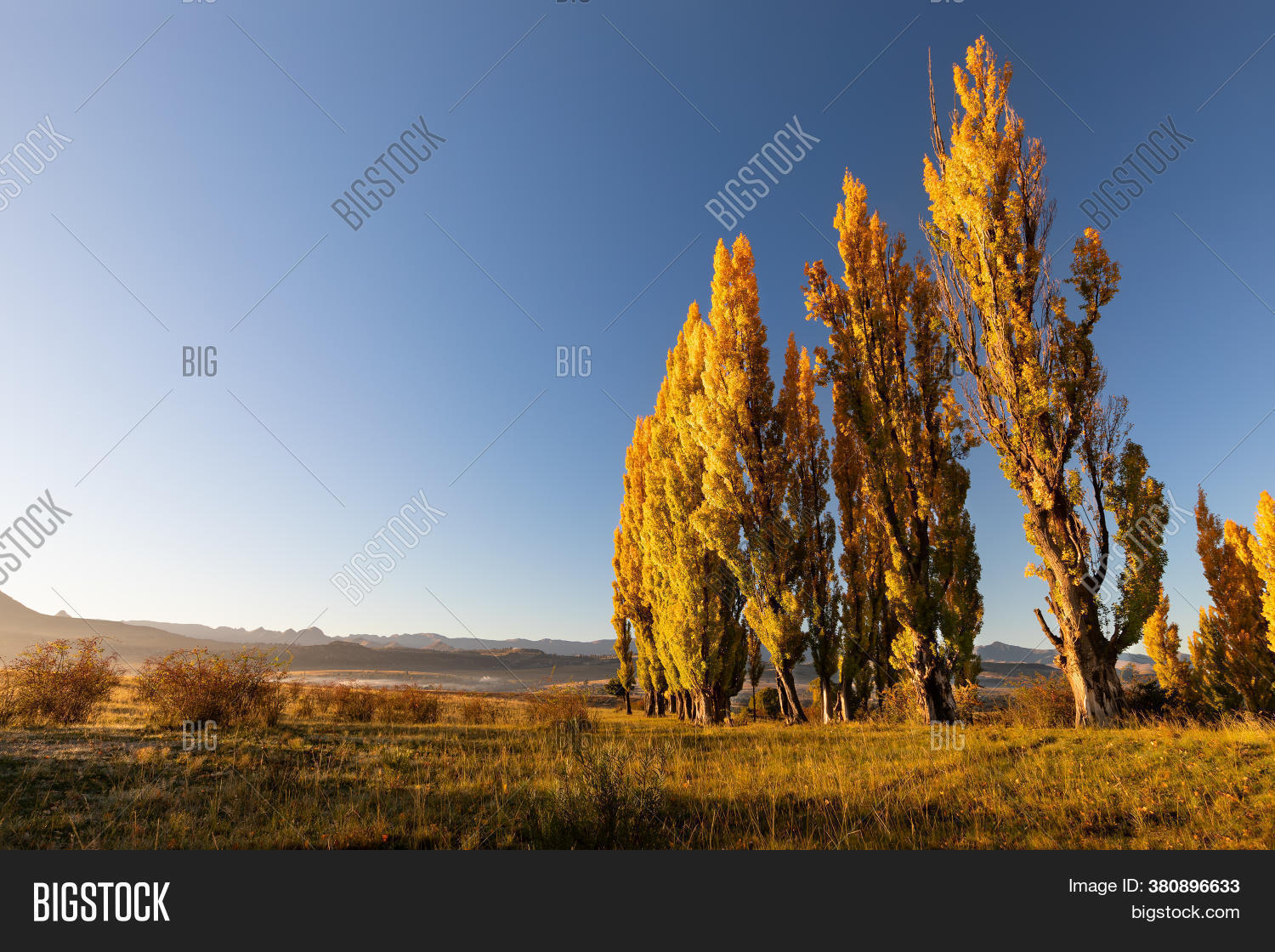 Stand Autumn Colour Image & Photo (Free Trial) | Bigstock