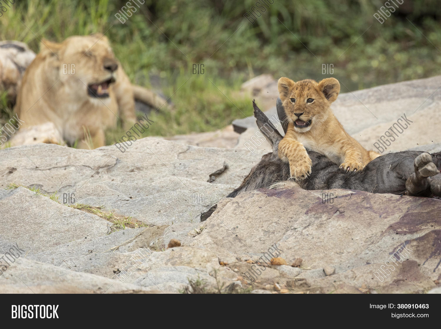 Lion Cub Pinning Down Image & Photo (Free Trial) | Bigstock