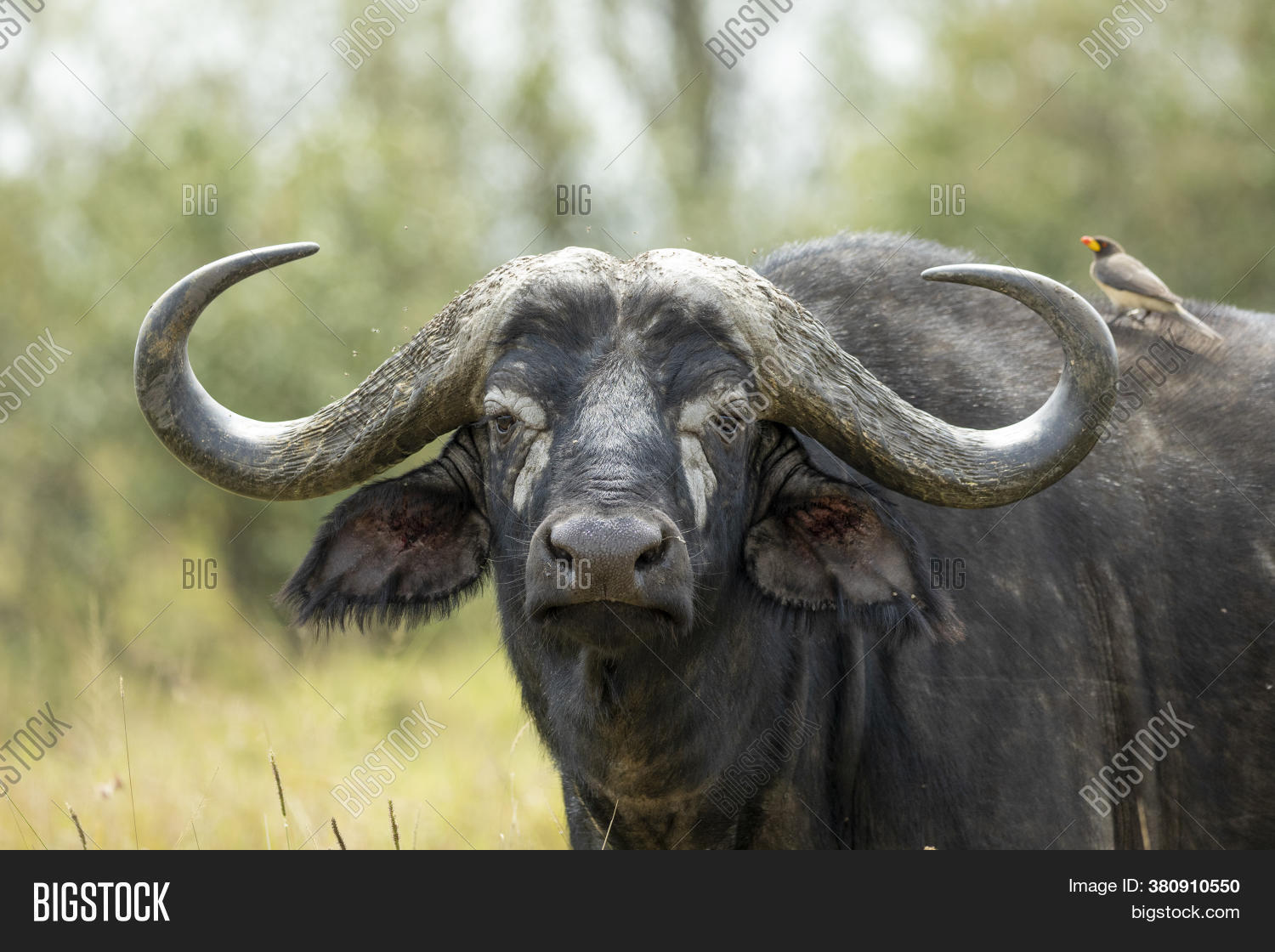 Close On Water Buffalo Image & Photo (Free Trial) | Bigstock