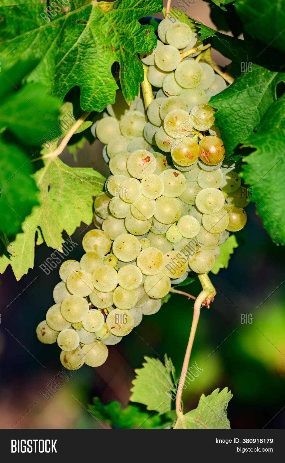 Ripe White Grapes Image & Photo (Free Trial) | Bigstock