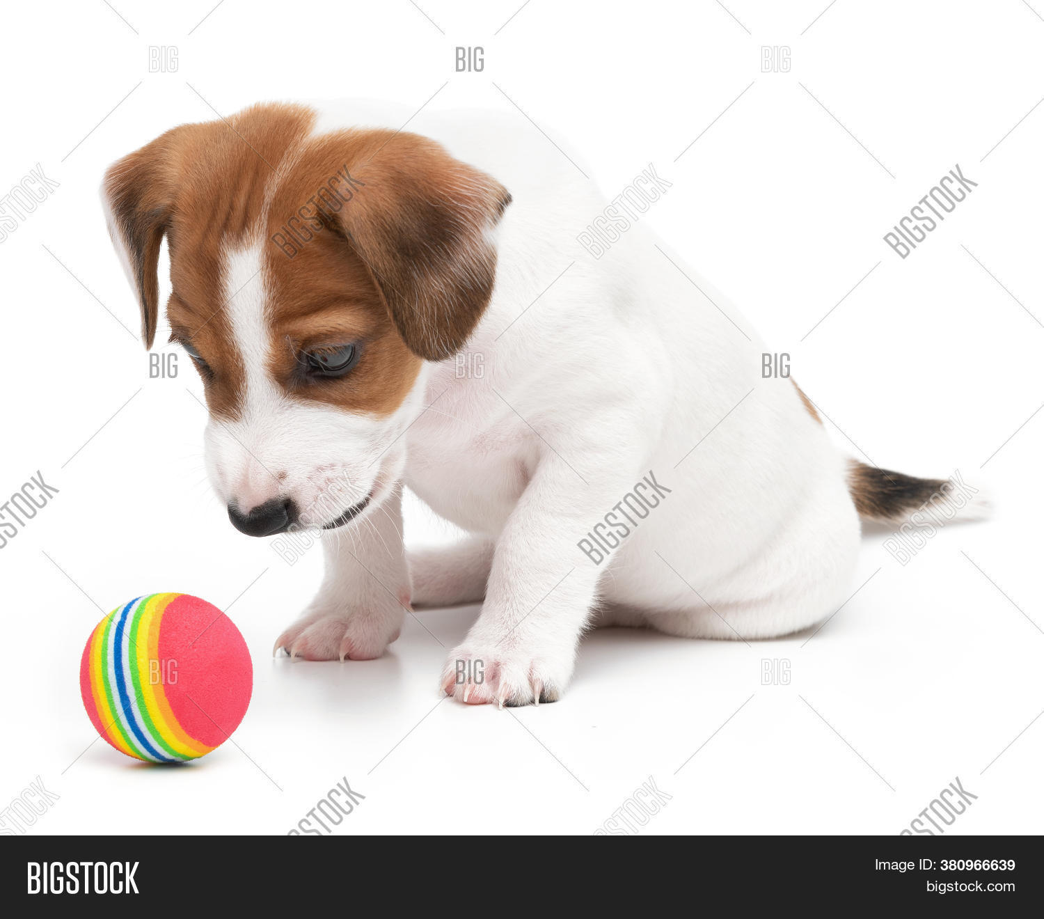Toy Jack Russell Terrier