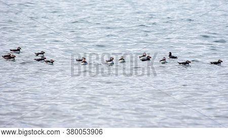 Puffin Birds Catch Image & Photo (Free Trial) | Bigstock