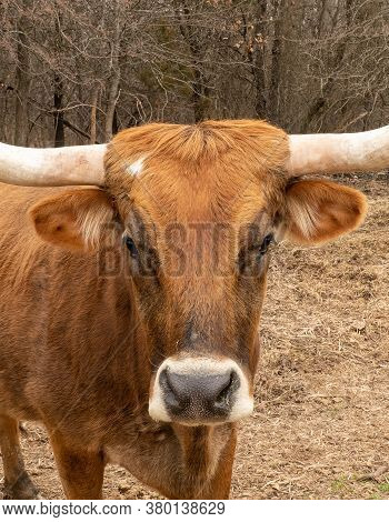 Texas Longhorn Head Image & Photo (Free Trial) | Bigstock