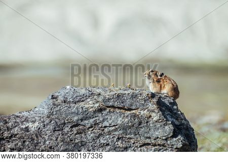 Beautiful Little Pika Image & Photo (Free Trial) | Bigstock
