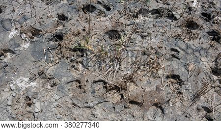 Lots Cow Tracks Black Image & Photo (Free Trial) | Bigstock
