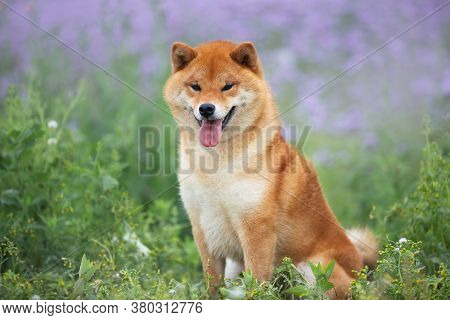 Gorgeous Happy Red Image & Photo (Free Trial) | Bigstock