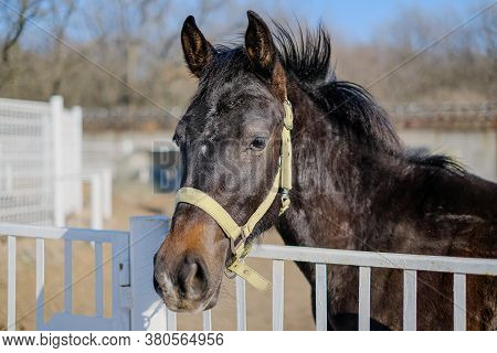 Sports Stallion Stands Image & Photo (Free Trial) | Bigstock