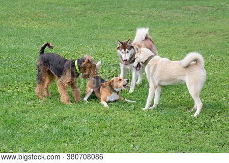 Four Dogs Playing On Image & Photo (Free Trial) | Bigstock
