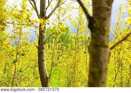 Aspen Trees Images, Illustrations & Vectors (Free) - Bigstock