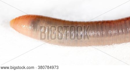 Earthworm Isolated On Image & Photo (Free Trial) | Bigstock