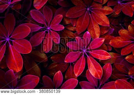 Red Pink Tree Leaves Image & Photo (Free Trial) | Bigstock