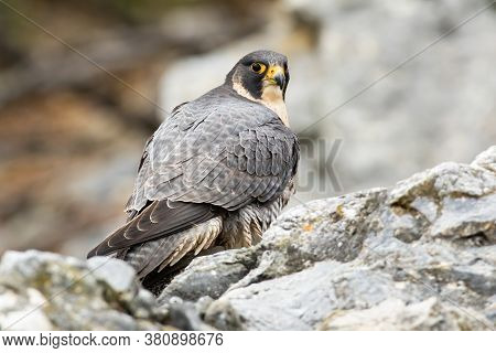 Peregrine Falcon Image & Photo (Free Trial) | Bigstock