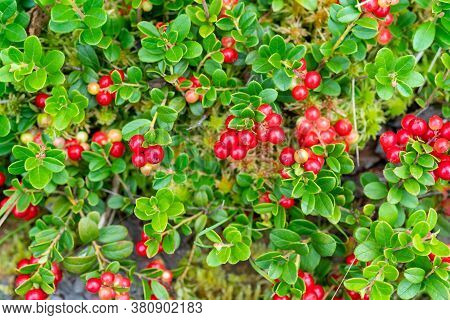 Lingonberry Bushes Image & Photo (Free Trial) | Bigstock