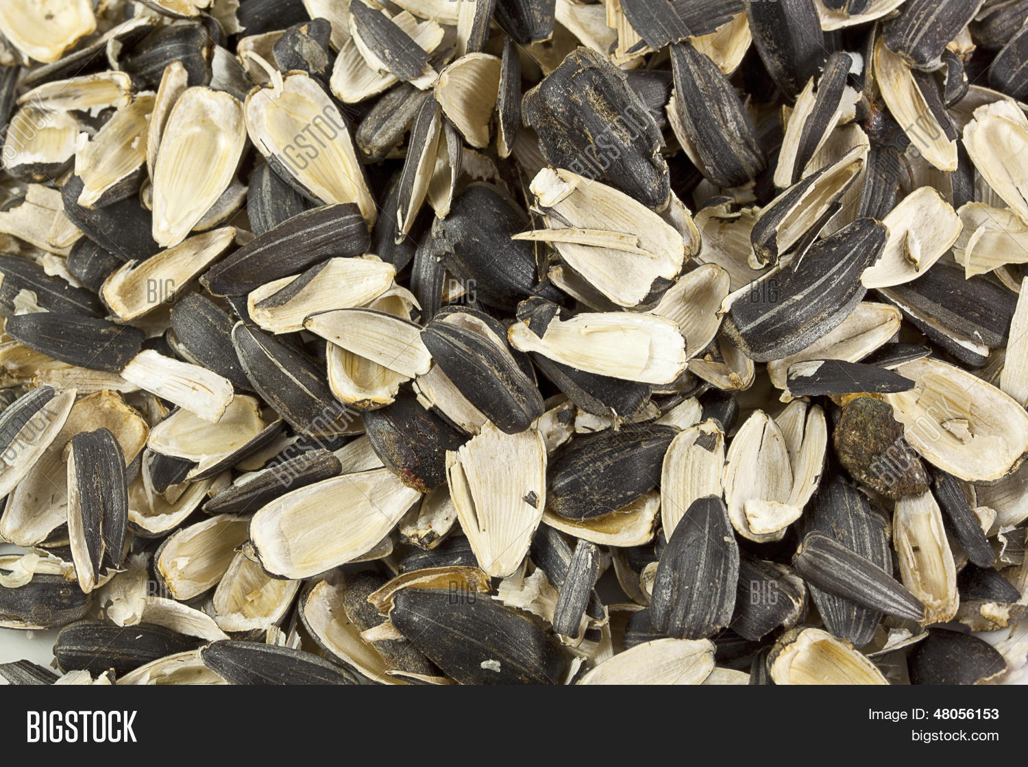 Empty Shells Sunflower Image & Photo (Free Trial) | Bigstock