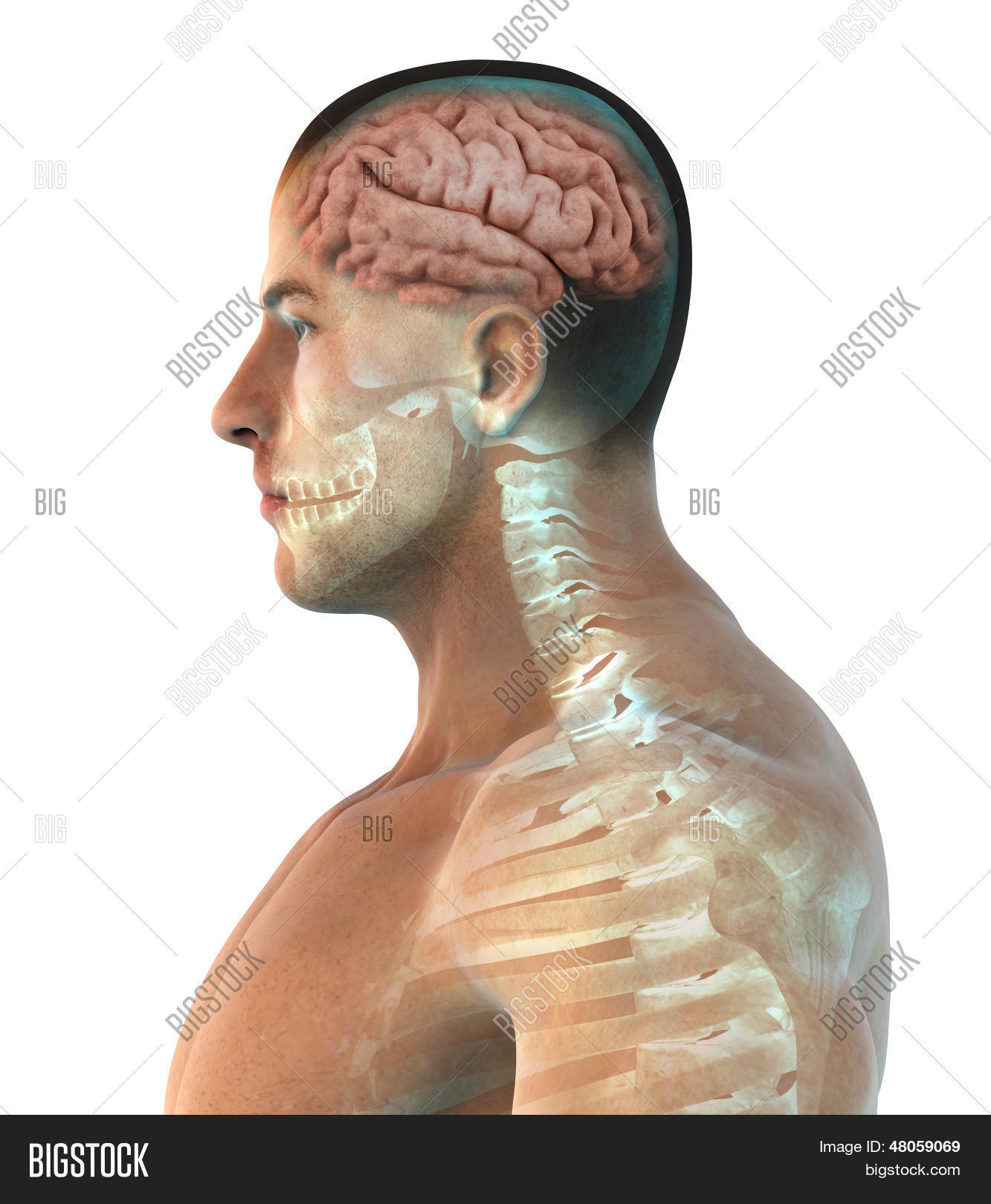 Human Brain Anatomy Image & Photo (Free Trial) | Bigstock
