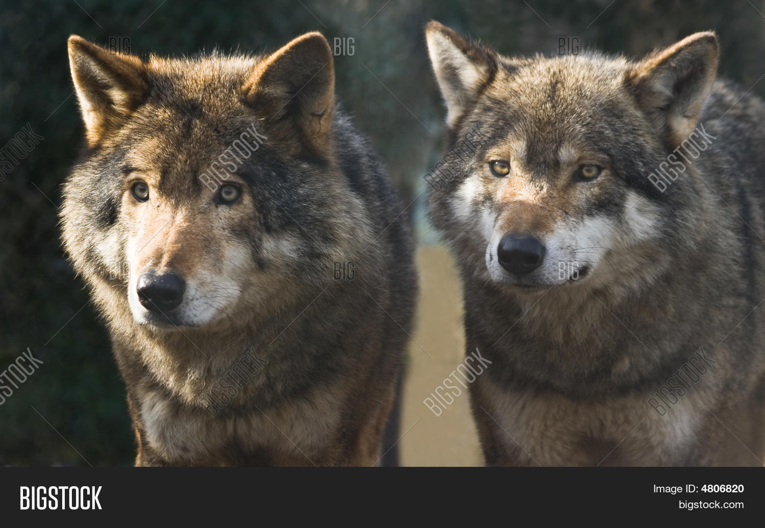 Two Wolves Standing Image & Photo (Free Trial) | Bigstock
