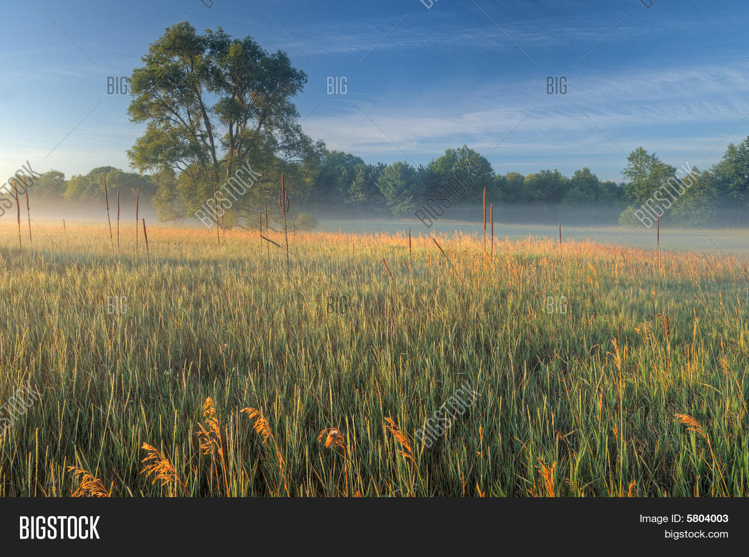 Summer Meadow Image & Photo (Free Trial) | Bigstock